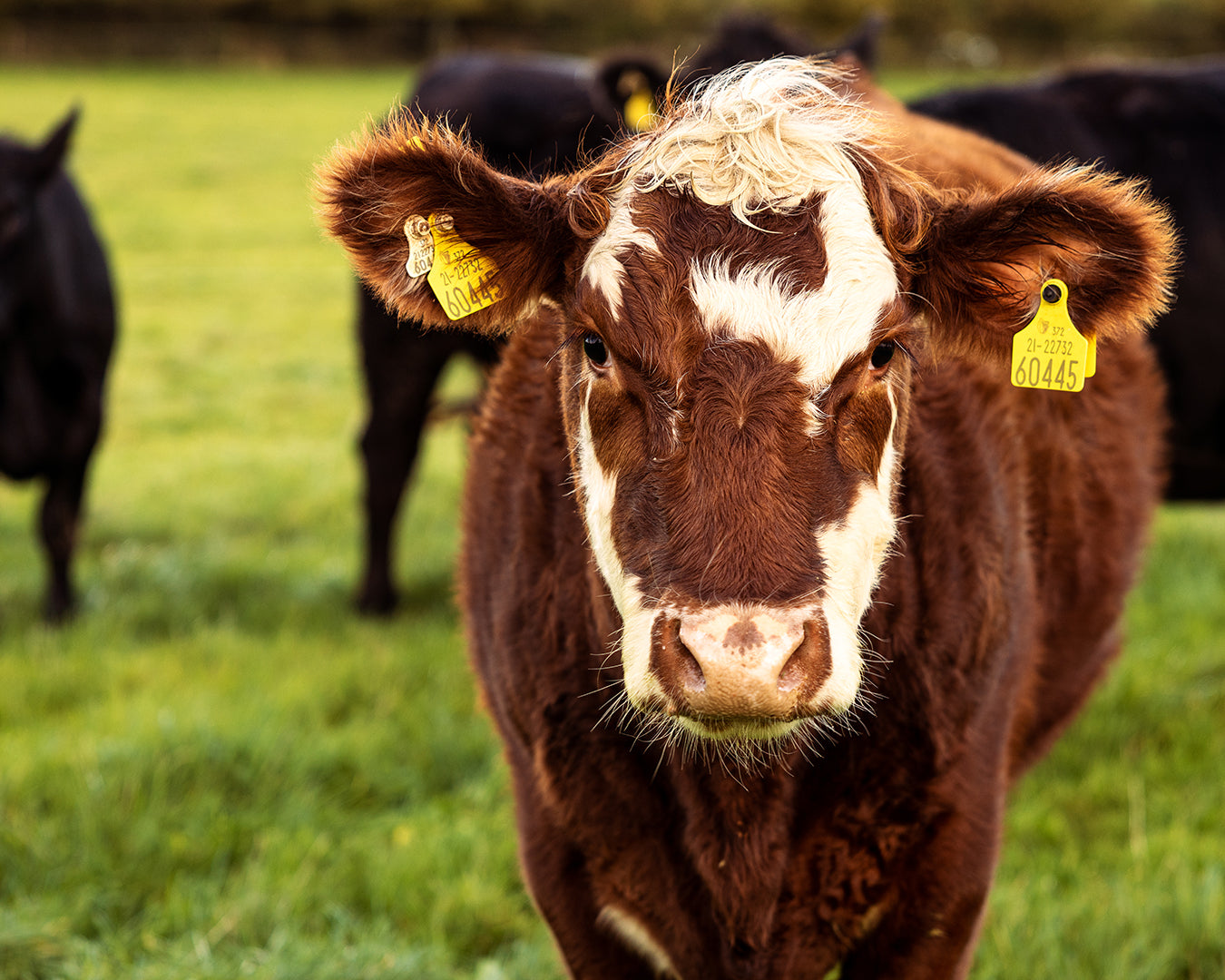 Raw Milk – Lúnasa Farm
