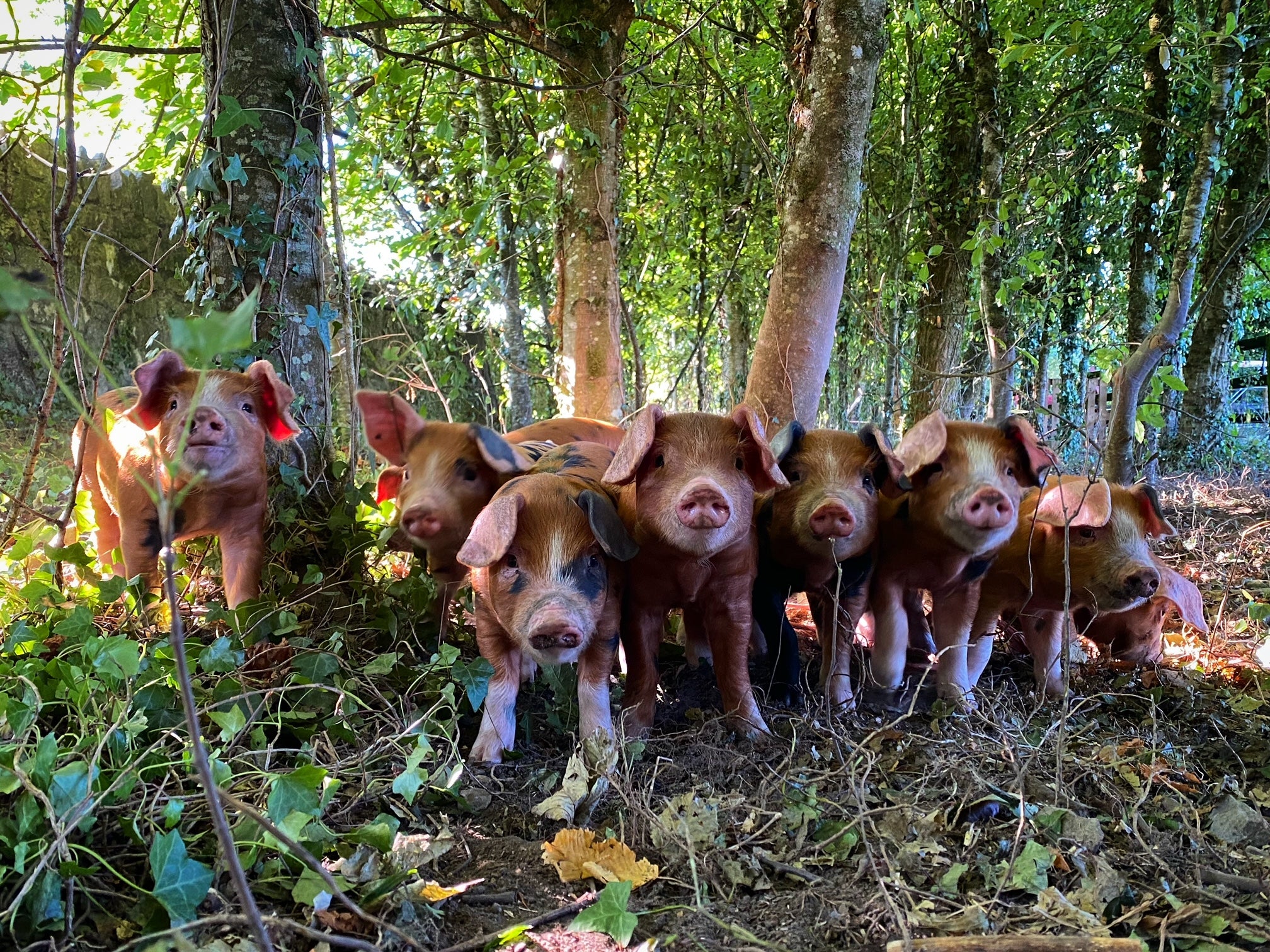 Pasture-raised pork & 100% grass-fed beef sold directly from our farm ...